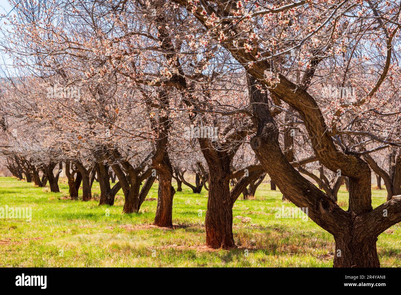 Apricot orchard; Fuita; Capital Reef National Park; Utah; USA Stock ...