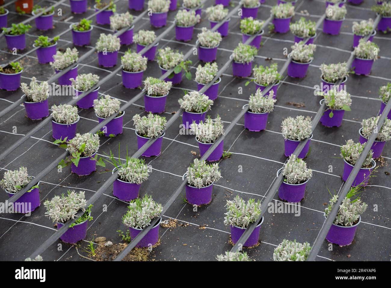 Image rows plants in pots hi-res stock photography and images - Alamy
