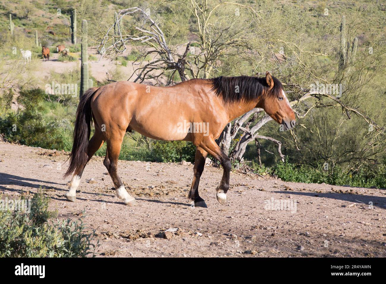Wild Mustangs in Arizona's Tonto Forest Stock Photo - Alamy