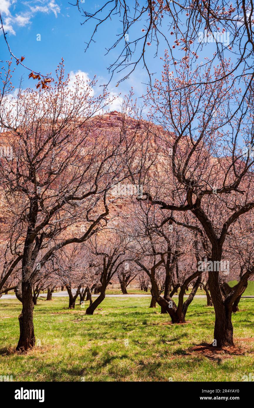 Apricot orchard; Fuita; Capital Reef National Park; Utah; USA Stock ...