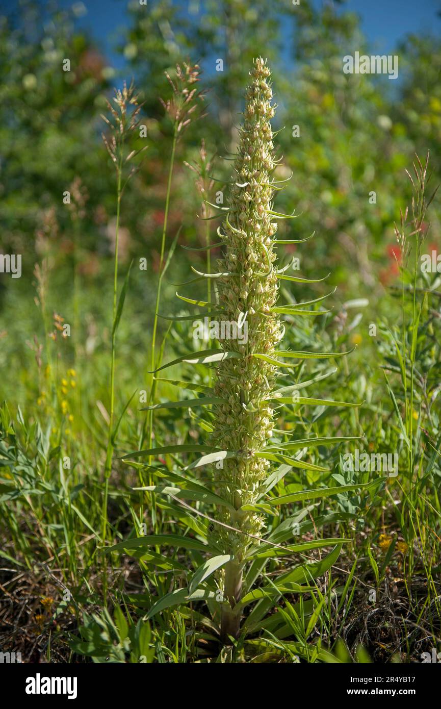 Monument Plant (Frasera speciosa) aka Green Gentian aka Elkweed, a ...