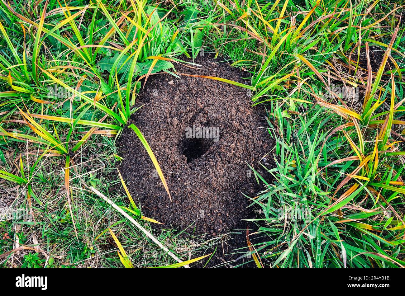 Mole plant hi-res stock photography and images - Alamy
