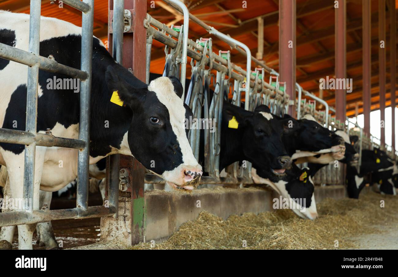 Cows eating hay in cowhouse Stock Photo - Alamy