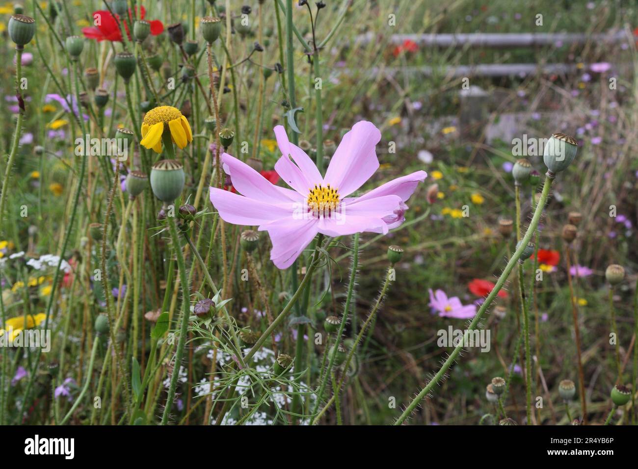 Wildflower Meadow in Bloom Millhouses park Sheffield England Sensory ...
