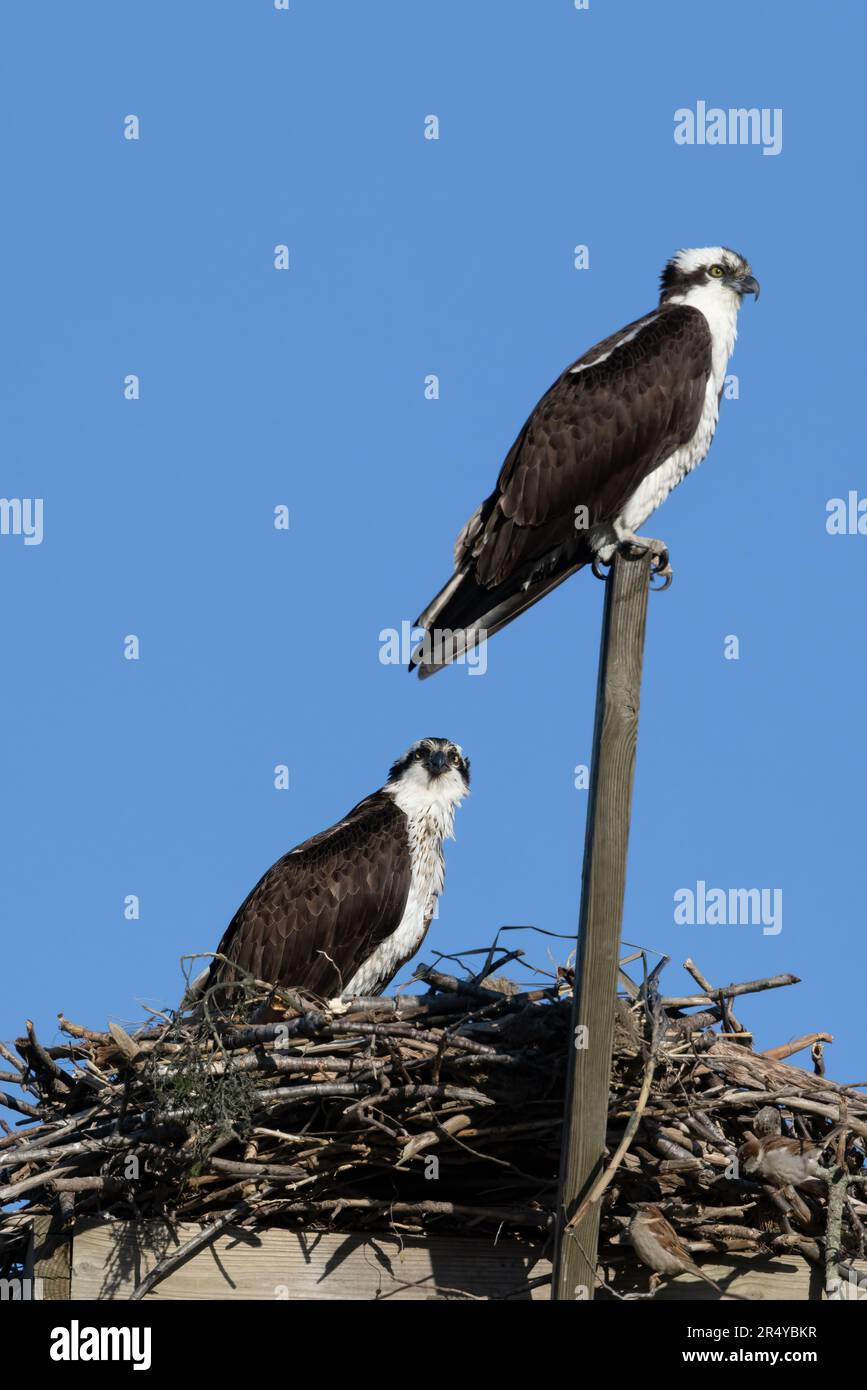 Mating pair fish eating osprey hi-res stock photography and images - Alamy