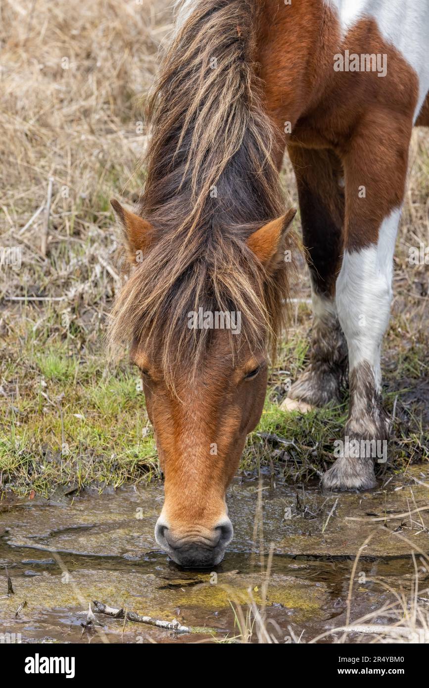 One of the famous wild ponies, Assateague Island National Seashore ...