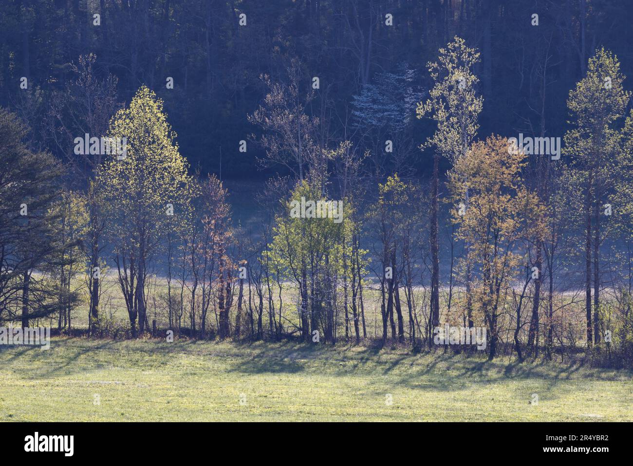 Row of backlit trees in the morning, Cades Cove, Great Smoky Mountains ...