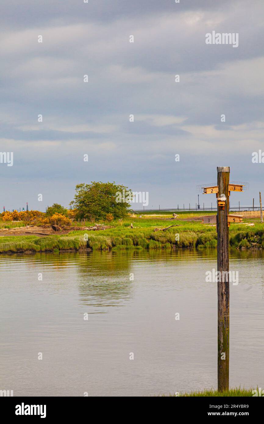 Purple Martin nesting boxes at Garry Point Park in Steveston British ...