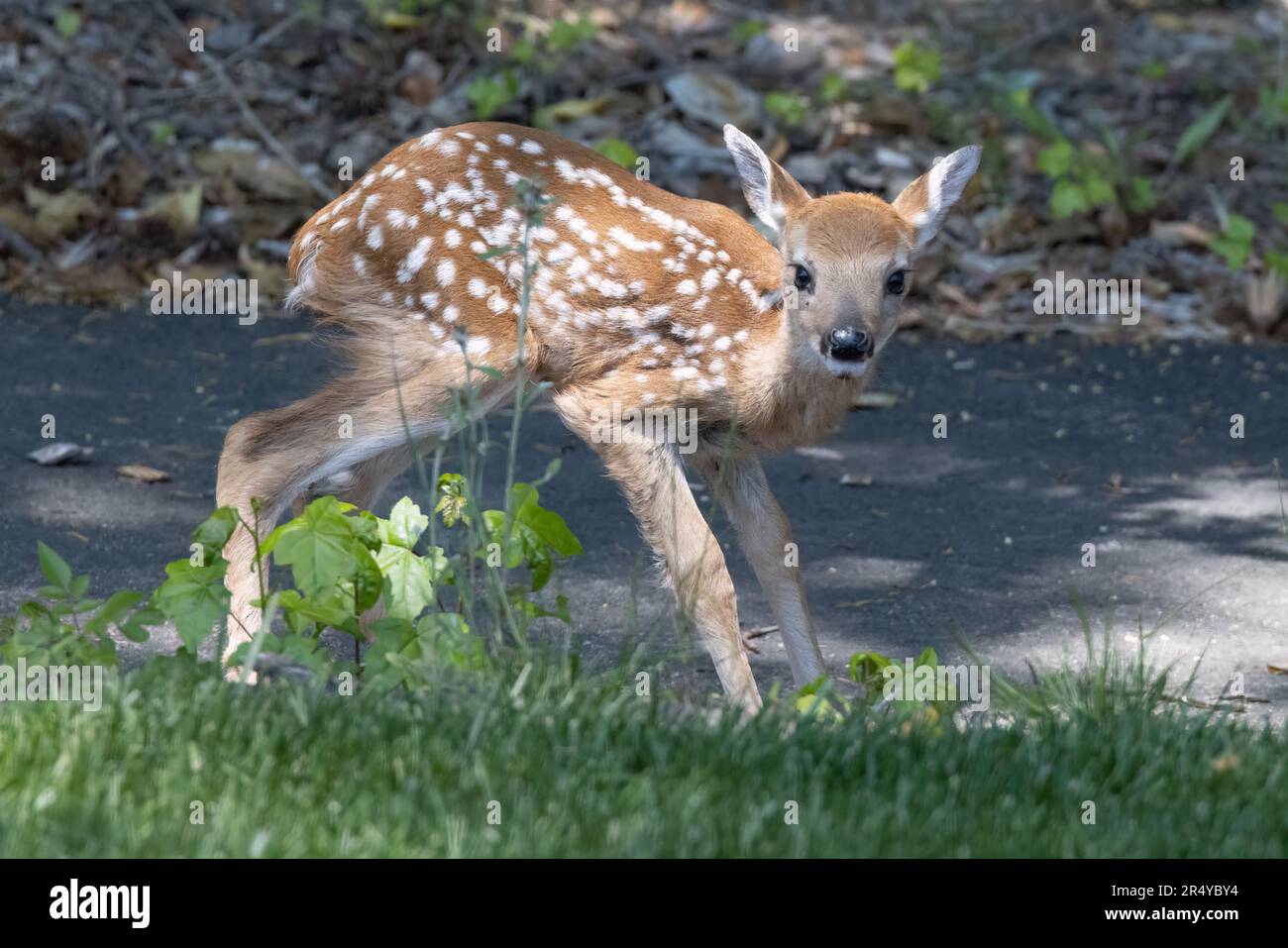 Fawn with spots hi-res stock photography and images - Alamy