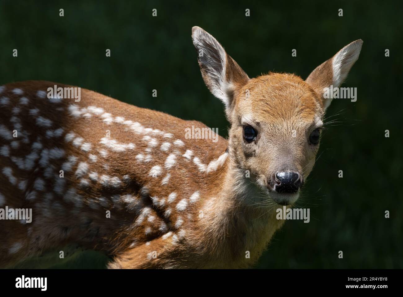Fawn with spots hi-res stock photography and images - Alamy