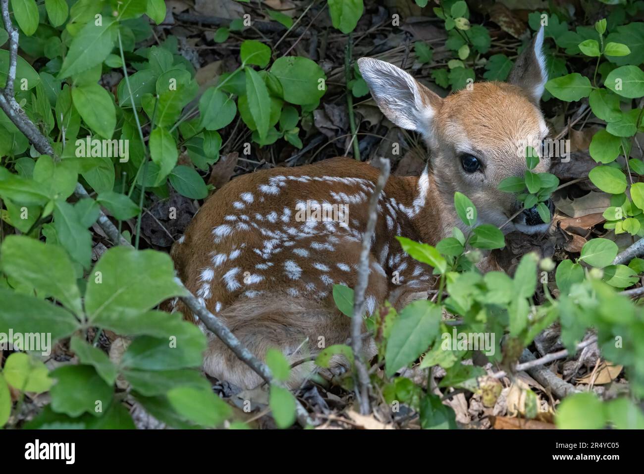 Fawn with spots hi-res stock photography and images - Alamy