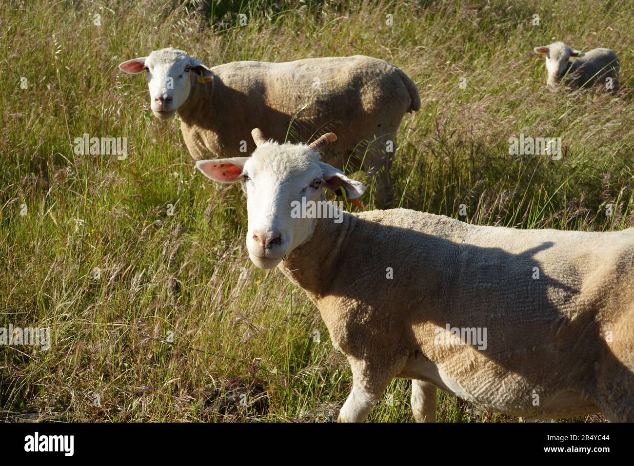 Shaved sheep skin pattern hi-res stock photography and images - Alamy