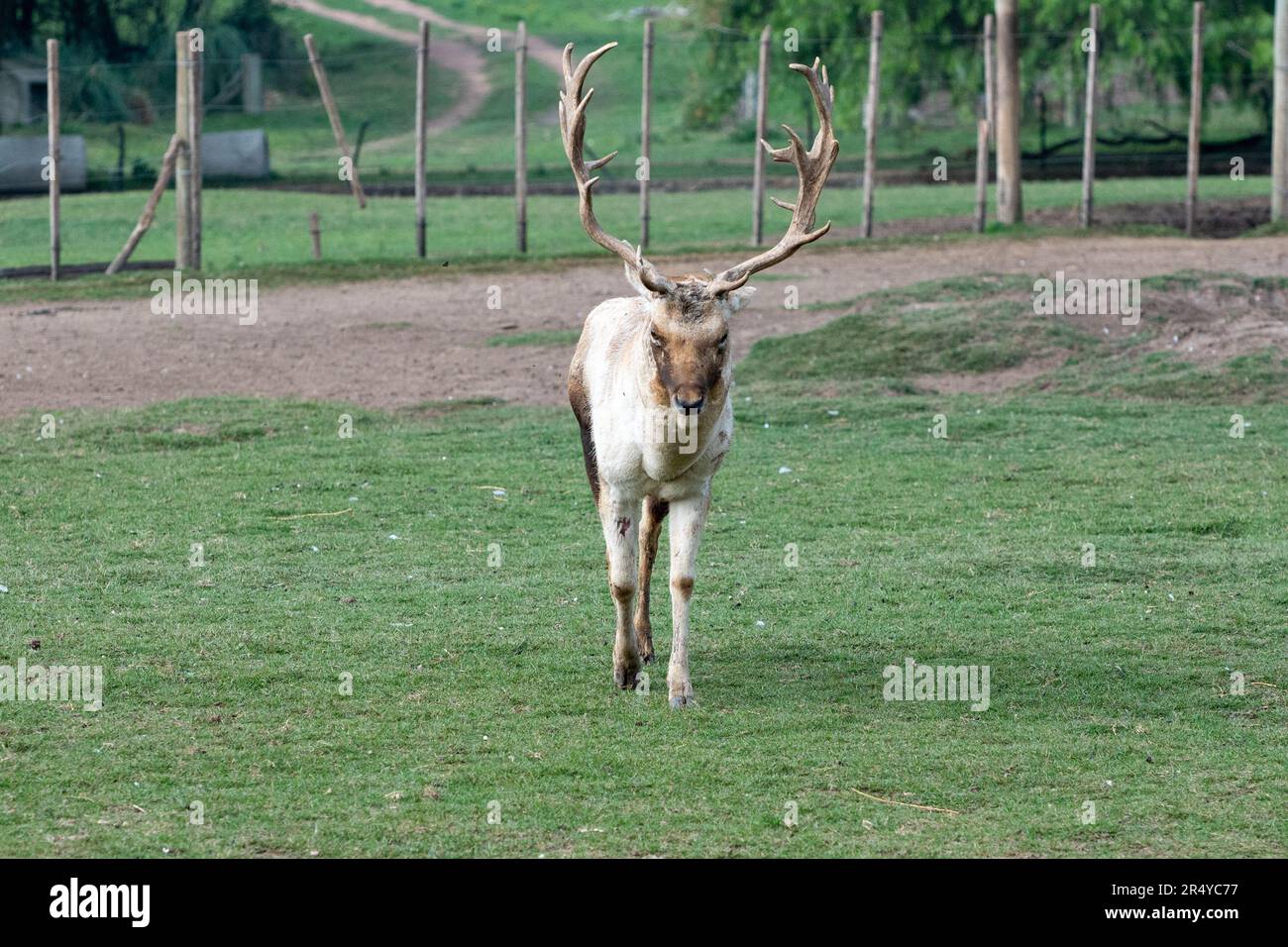 Gray Deer in the Parque Zoologico Lecoq in the capital of Montevideo in ...