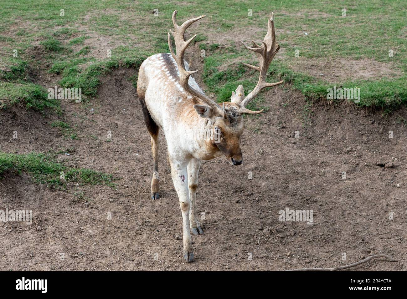 Gray Deer in the Parque Zoologico Lecoq in the capital of Montevideo in ...