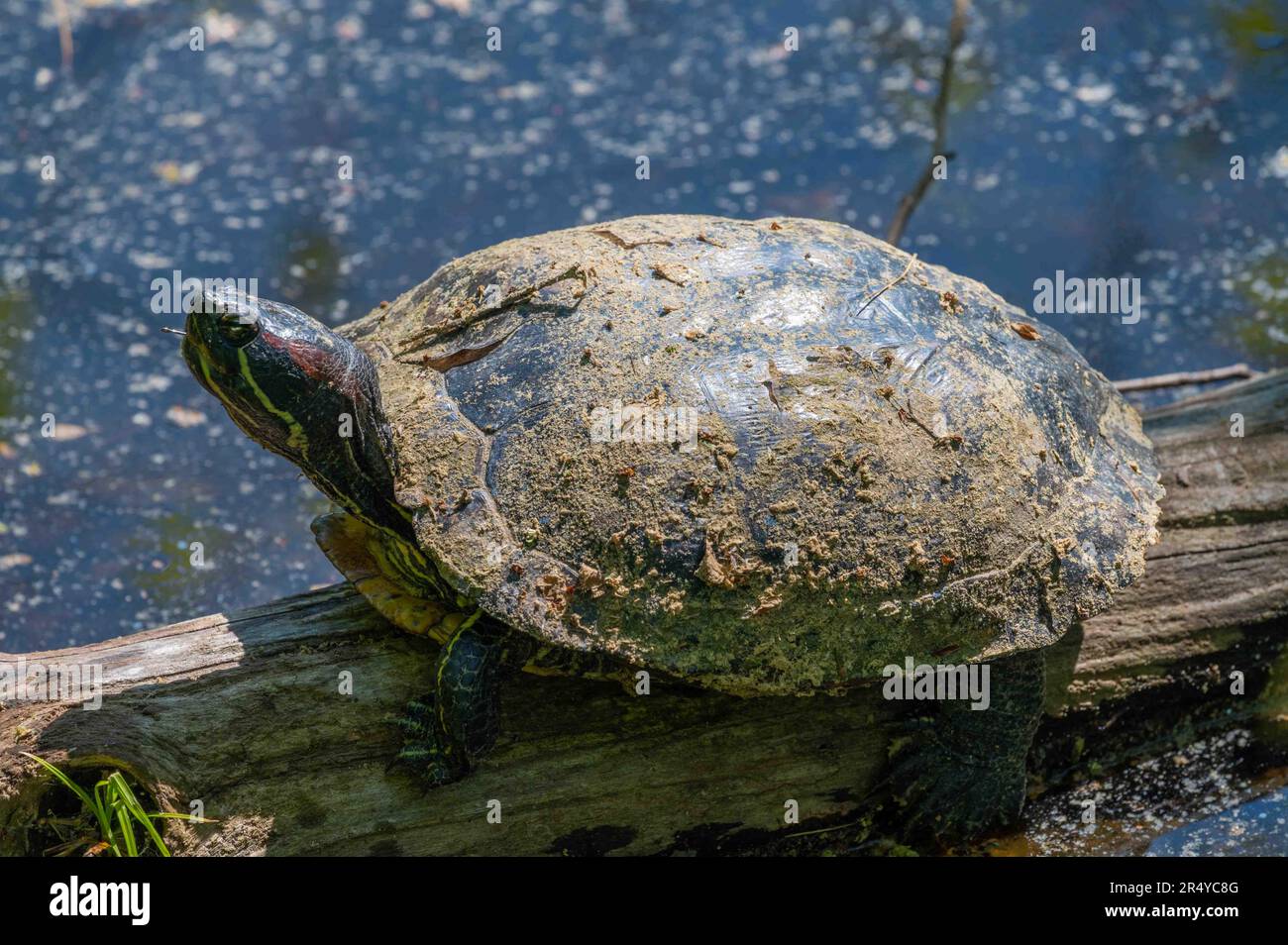 Red eared slider injured turtle with muddy shell log in a pond closeup ...