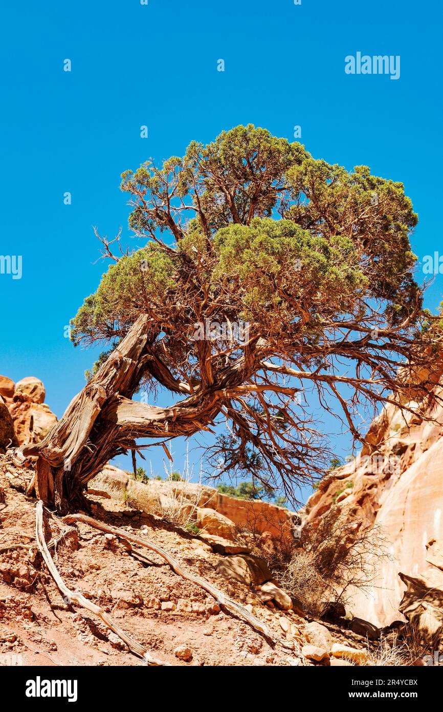 Lone gnarled Juniper Tree; Capital Gorge Trail; Capital Reef National ...