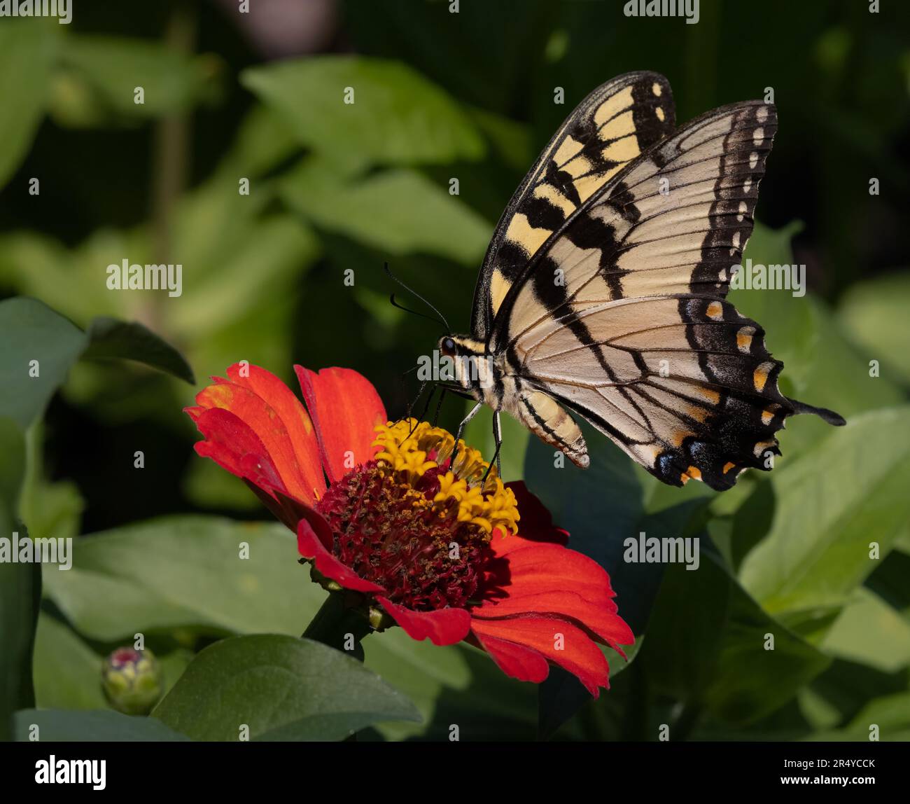 Symbiotic relationship of Eastern Tiger Swallowtail (Papilio glaucus ...