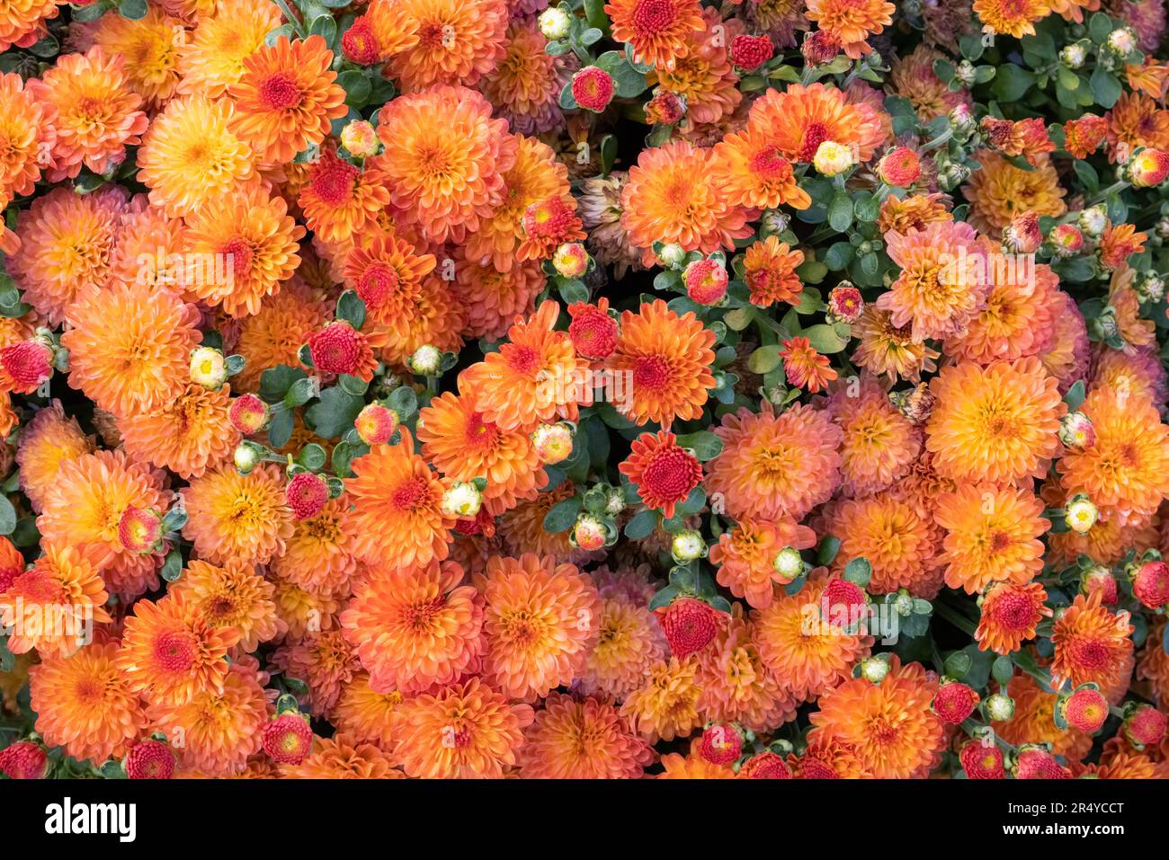 Pennsylvania dutch country hi-res stock photography and images - Alamy