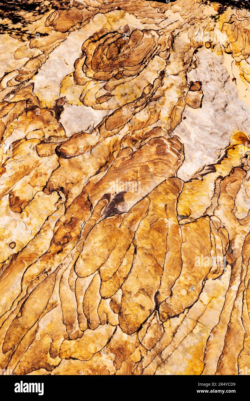 Patterns in sandstone sculpted by erosion; Capital Gorge Trail; Capital ...