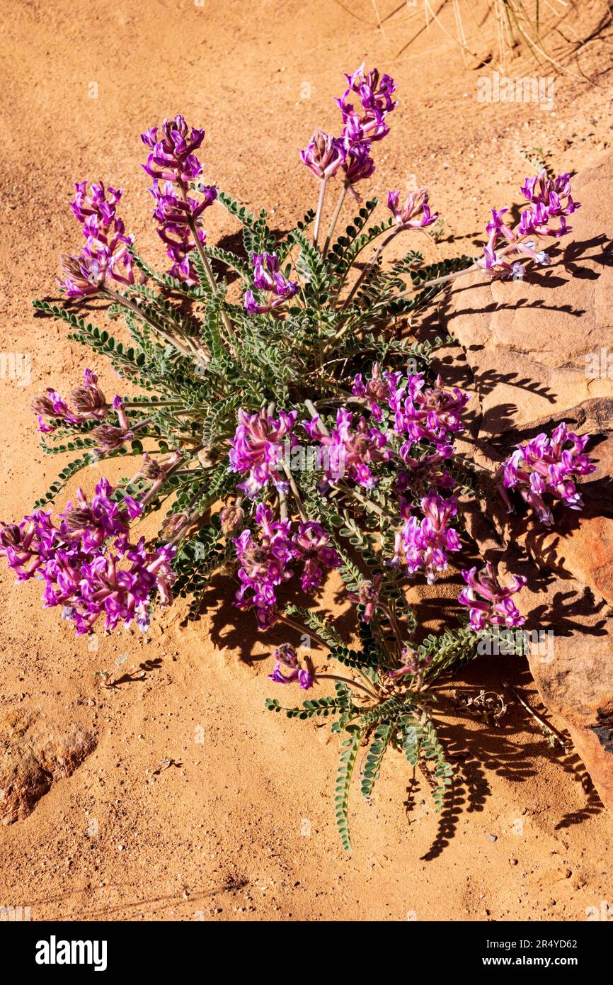 Woolly Milkvetch; Astragulus mollissimus; locoweed; wildflower; Capital ...