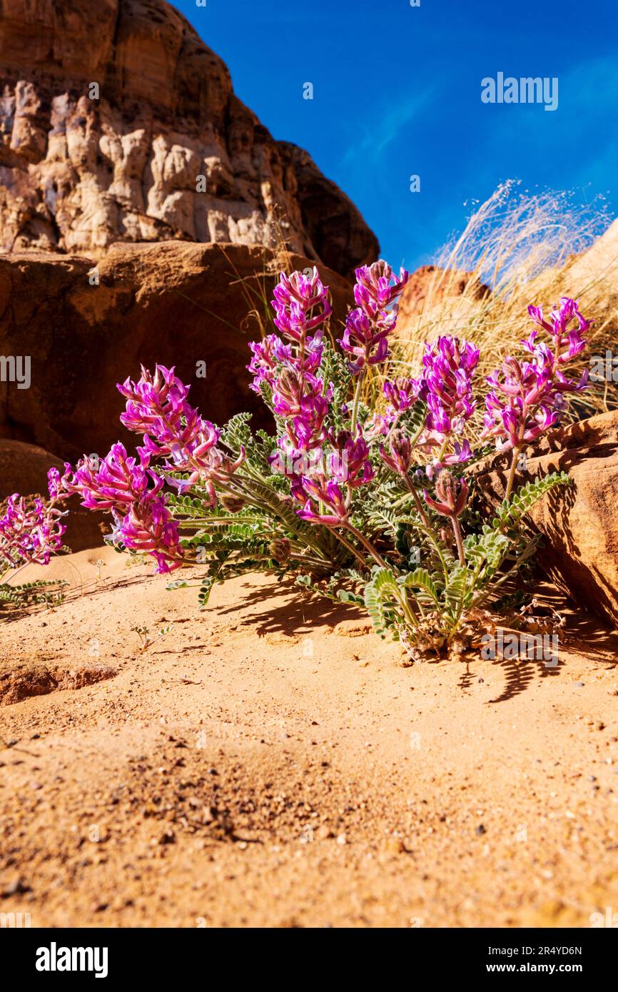 Locoweed dry hi-res stock photography and images - Alamy