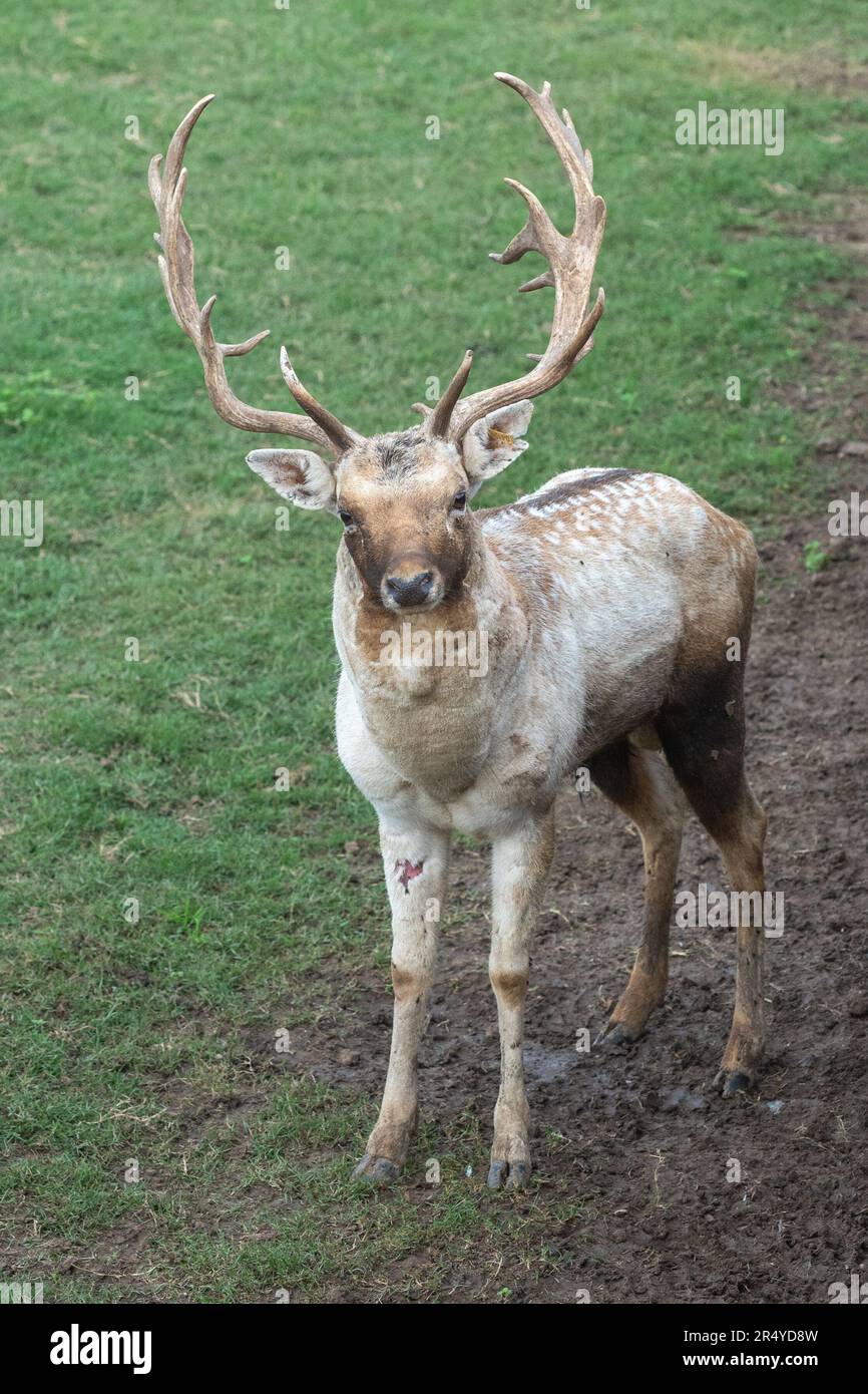 Musk deer gland hi-res stock photography and images - Alamy