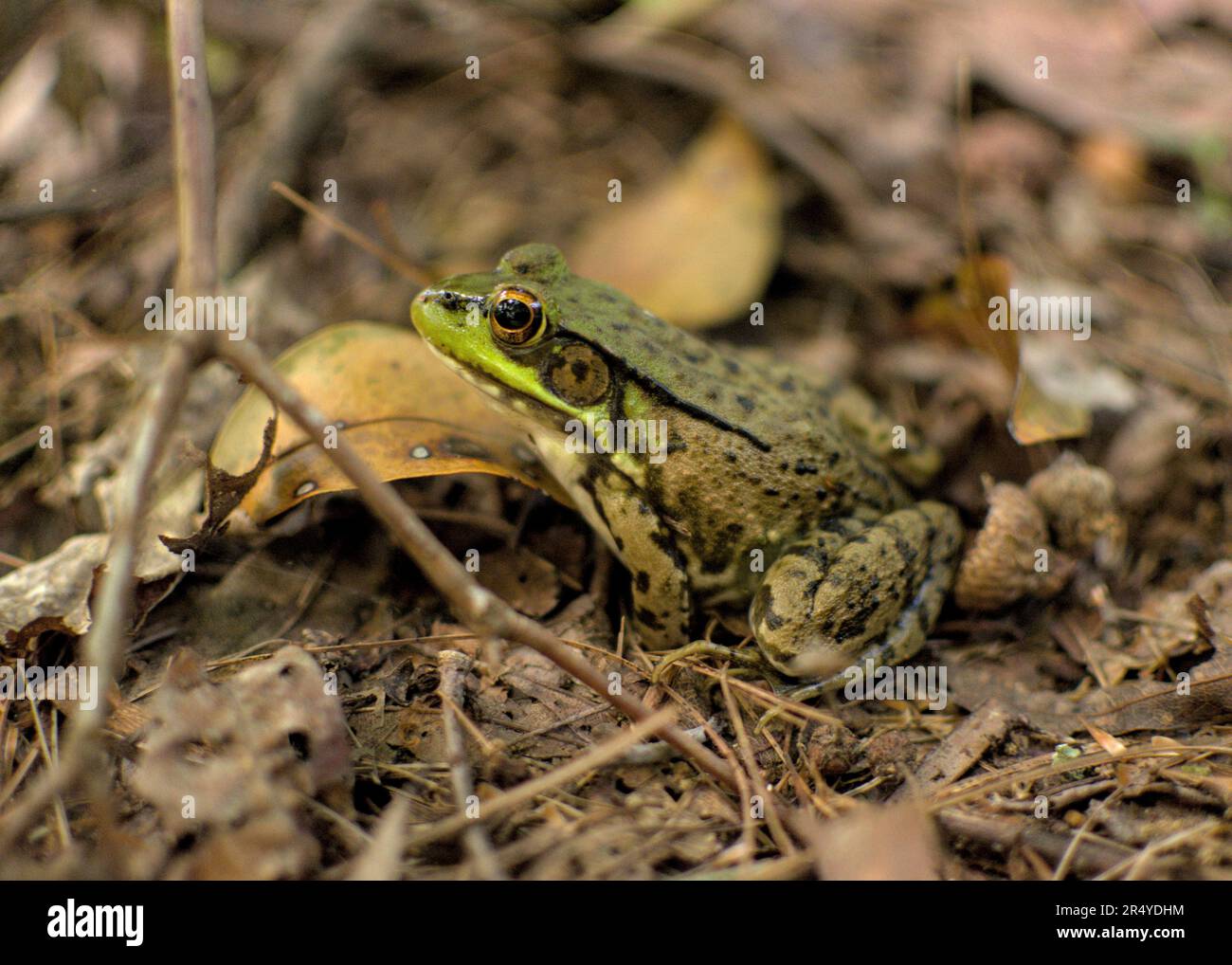 New england swamp frog hi-res stock photography and images - Alamy