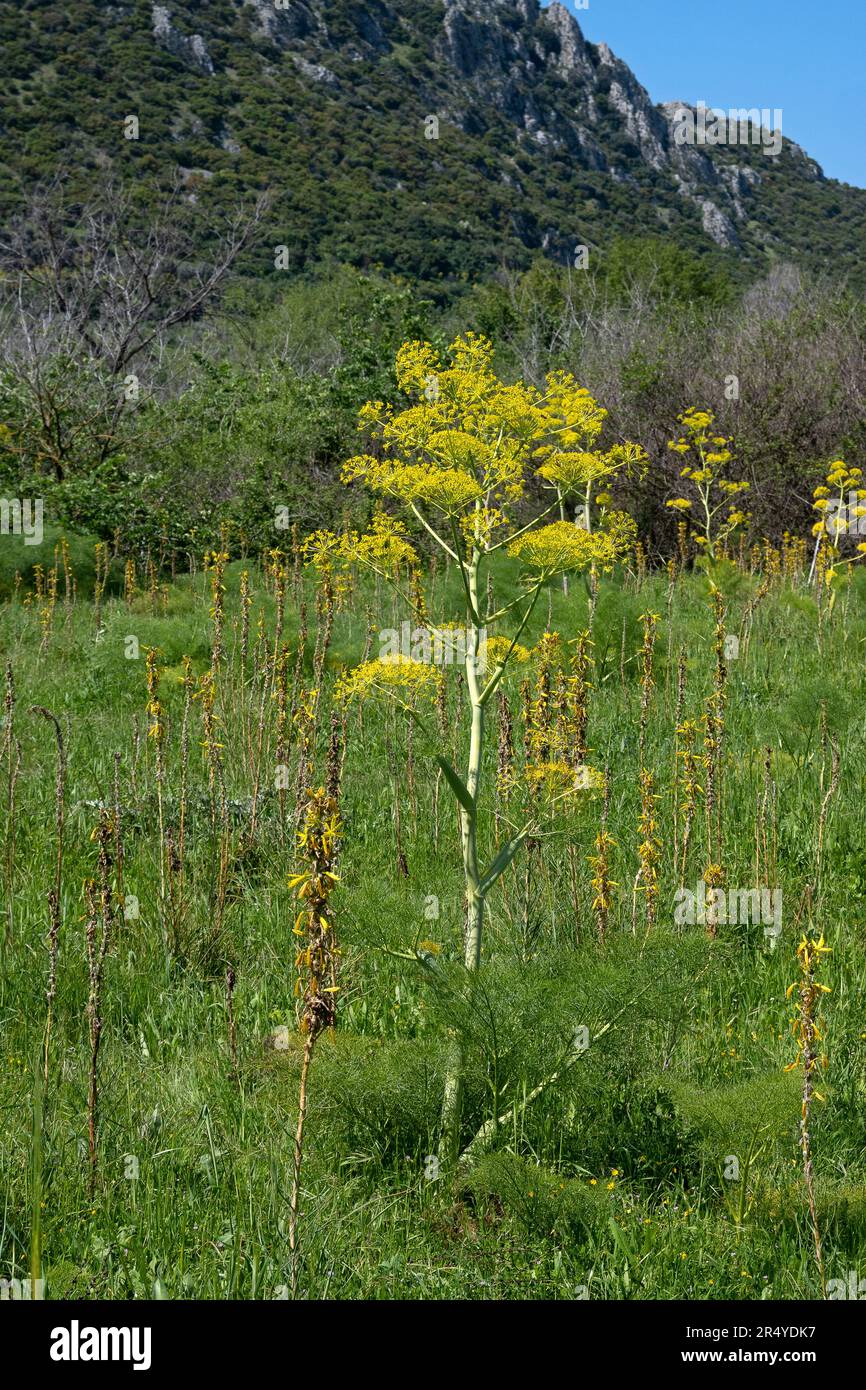 The yellow blossoms of Giant Fennel (Ferula communis) are striking ...