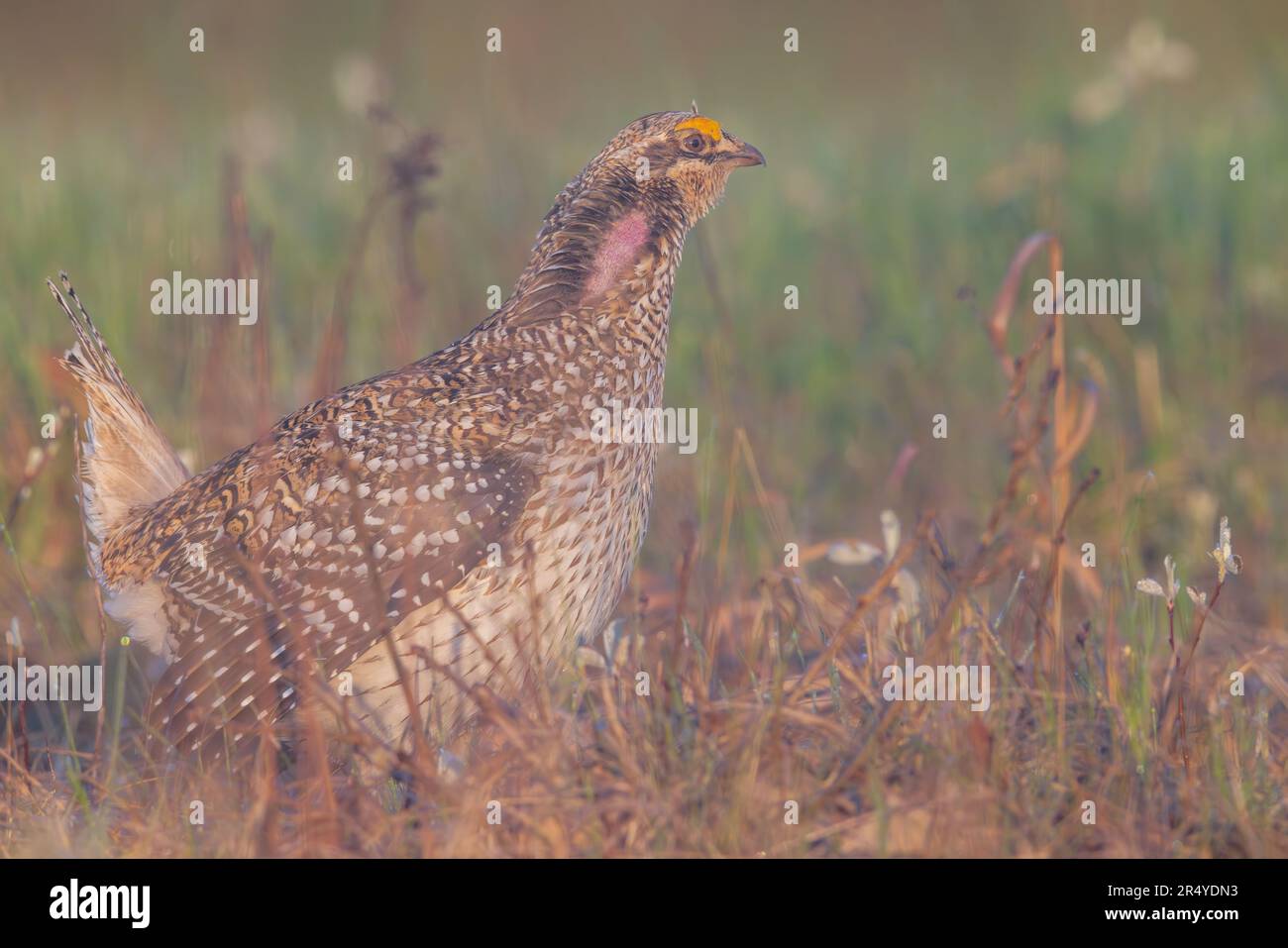 Sharp-tailed grouse in northern Wisconsin Stock Photo - Alamy