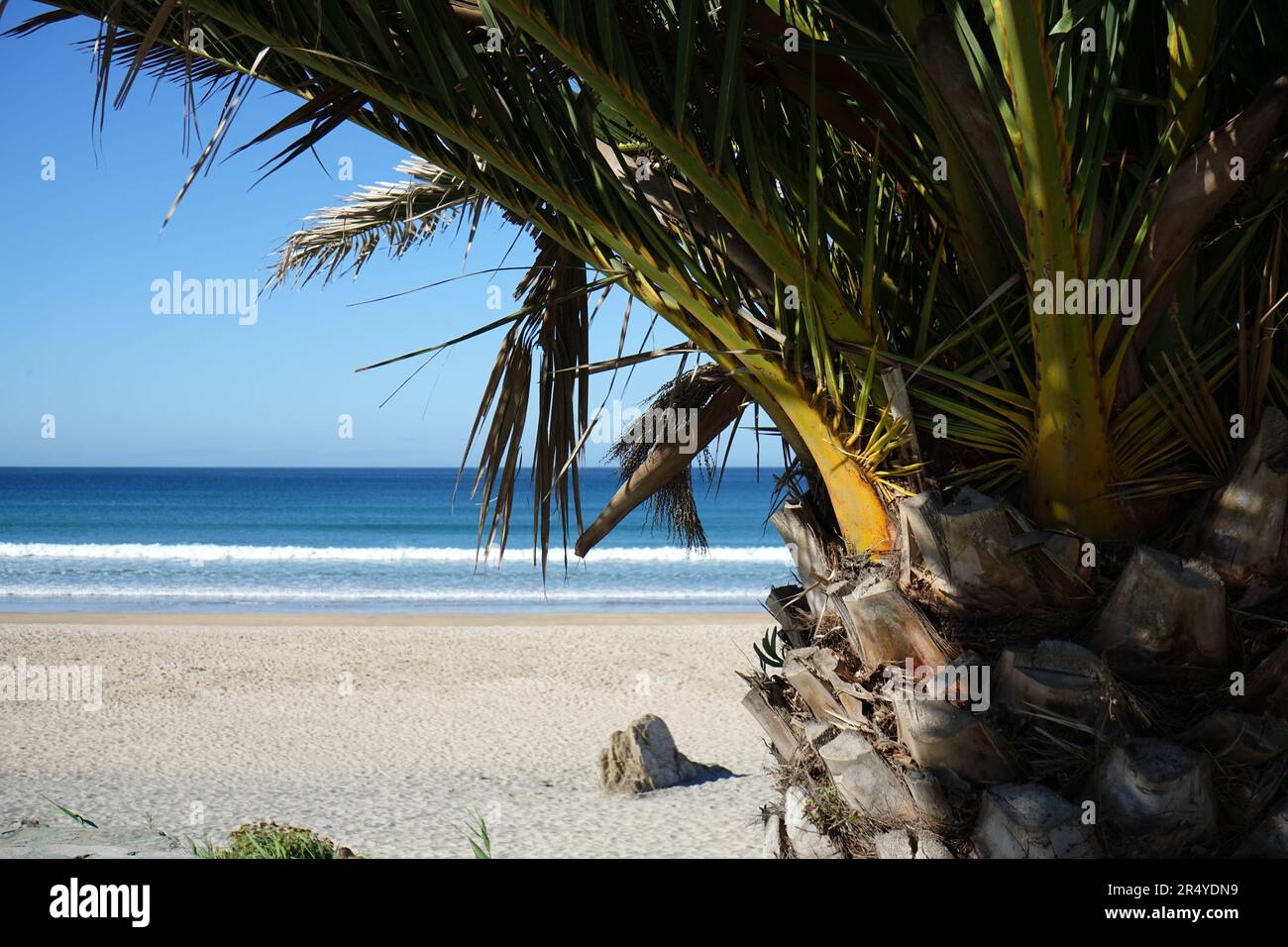 A close-up of a palm tree trunk, its unique texture & pattern. Contrast ...