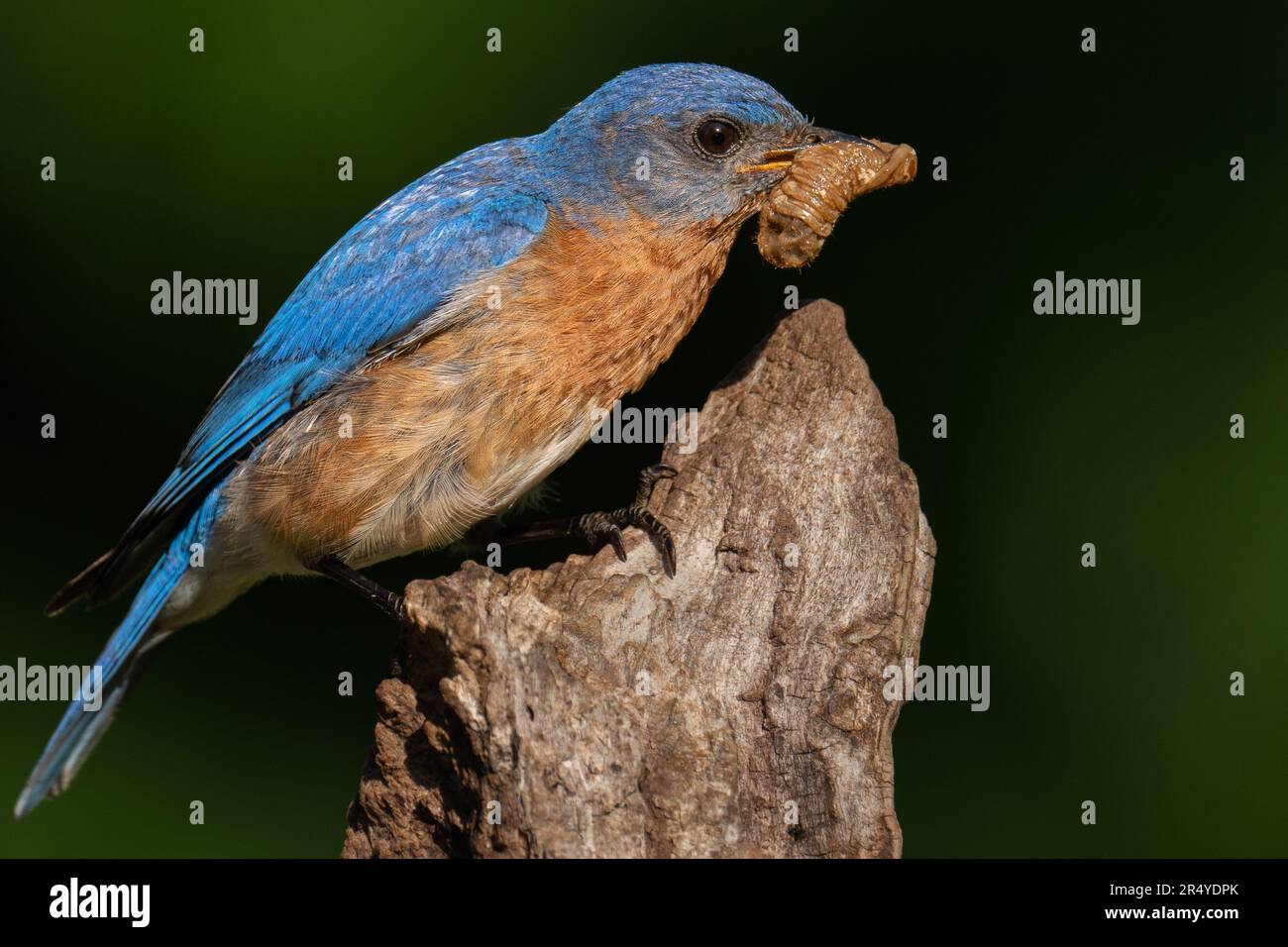 An eastern bluebird eating an insect Stock Photo - Alamy