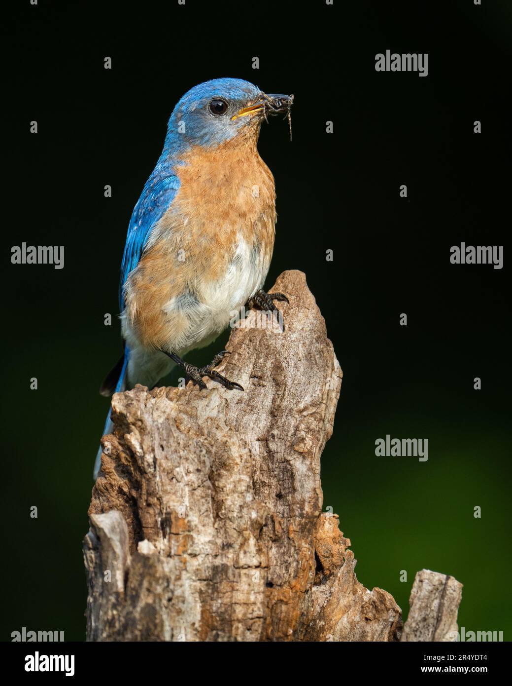 An eastern bluebird eating a spider Stock Photo - Alamy
