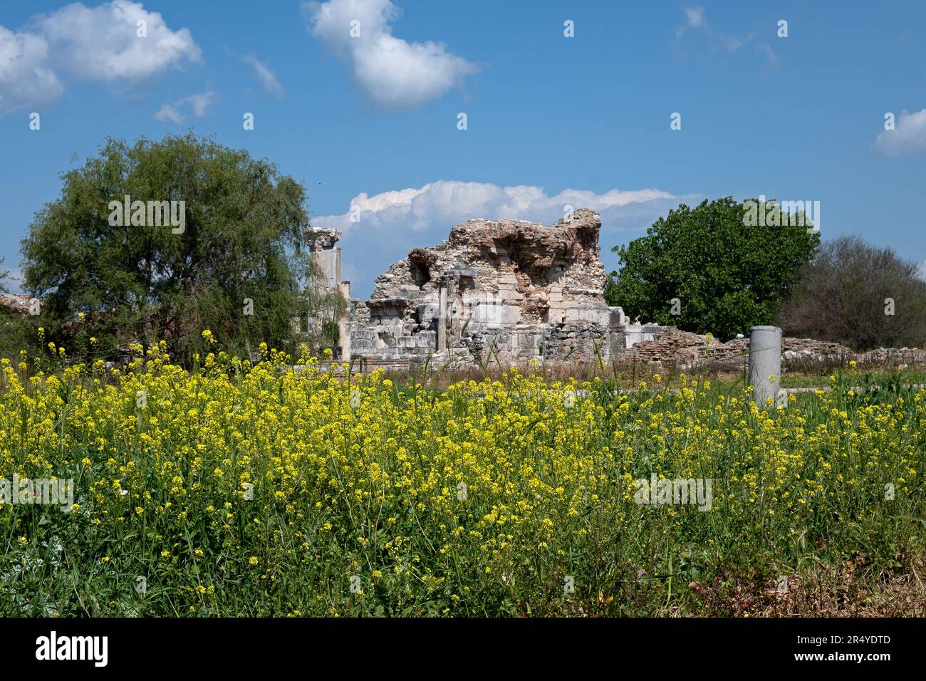 A field of yellow flowers in front of the ruins of the 6th century ...