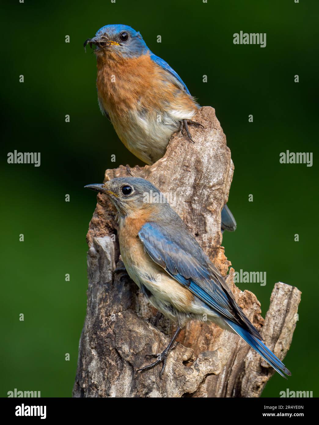 Male and female bluebird perched on a stump Stock Photo - Alamy