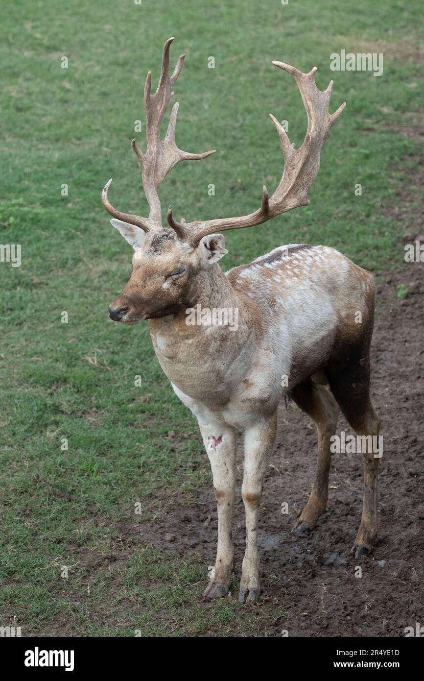Gray Deer in the Parque Zoologico Lecoq in the capital of Montevideo in ...