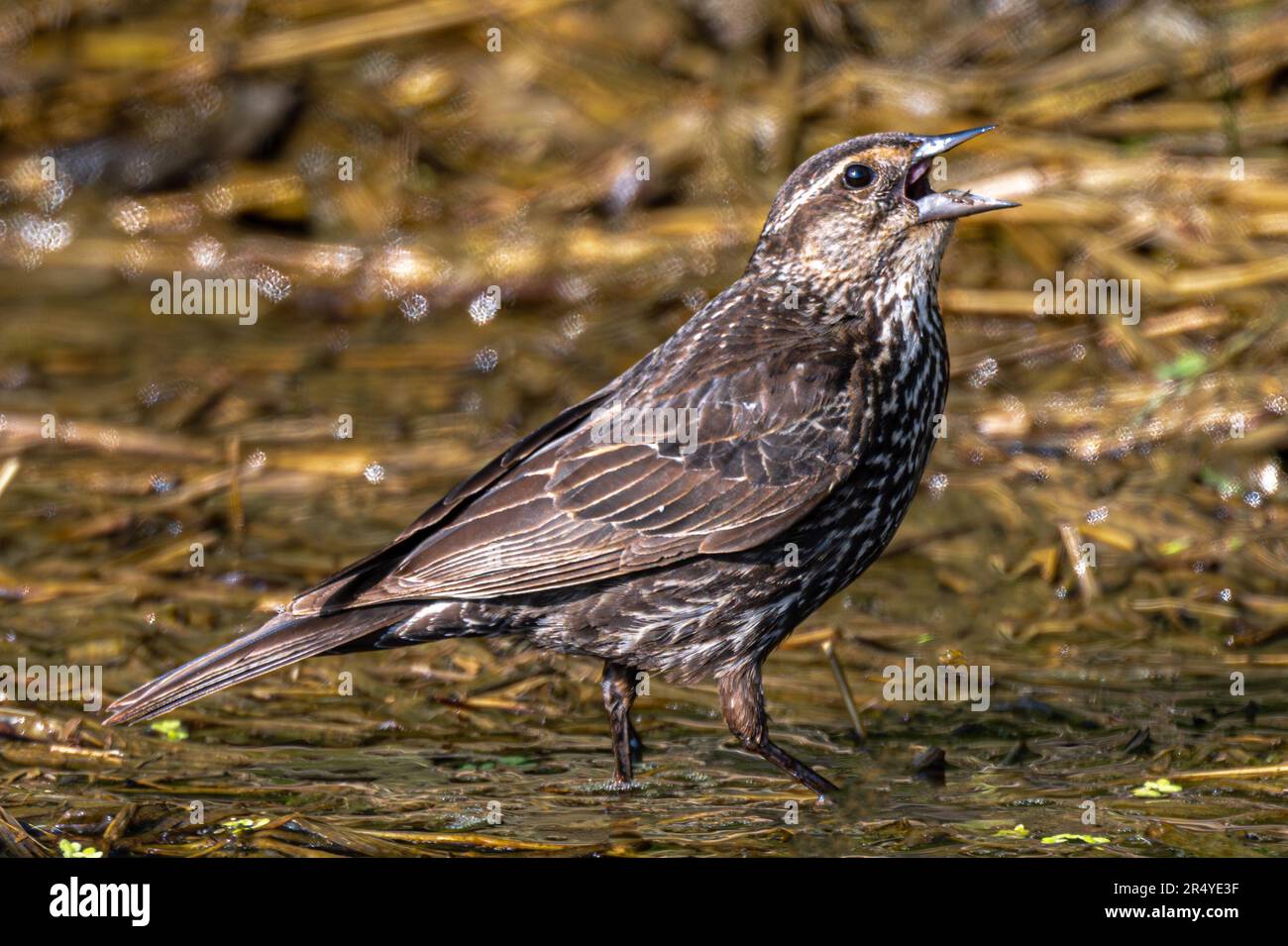 Female Red-winged Blackbird (Agelaius phoeniceus) Calling out Stock ...
