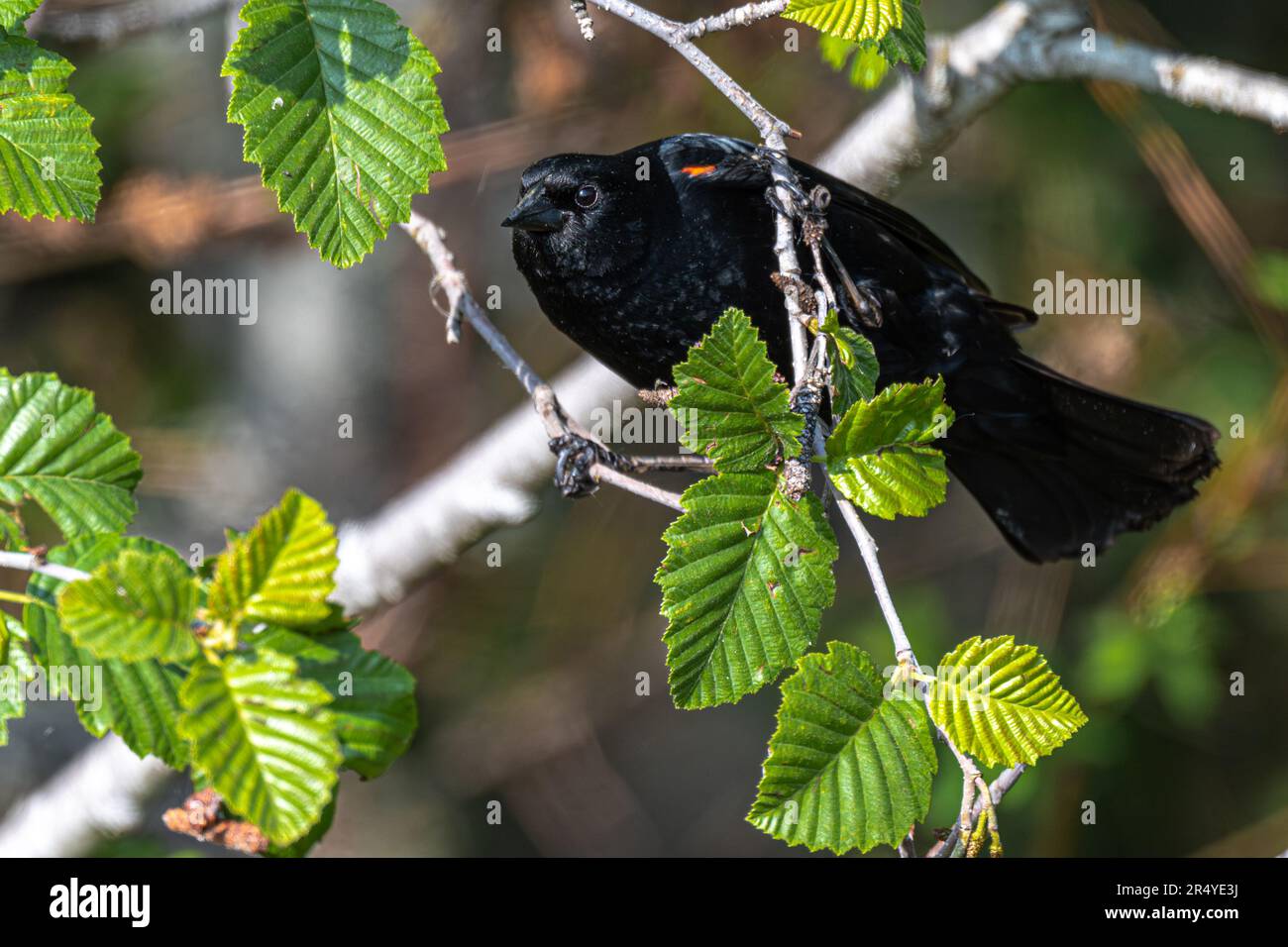 Male Red-winged Blackbird (Agelaius phoeniceus) in a Tree Stock Photo ...