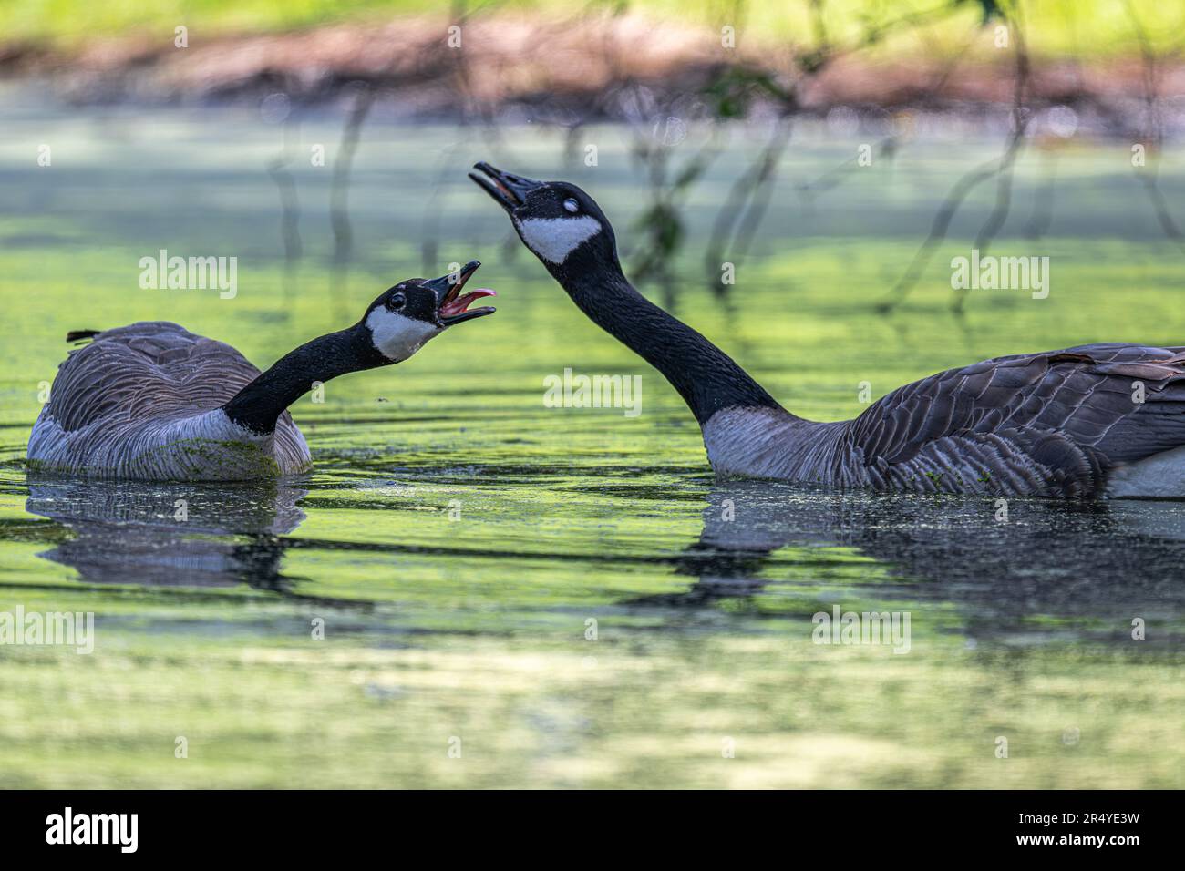 Canadian geese fighting hi-res stock photography and images - Alamy