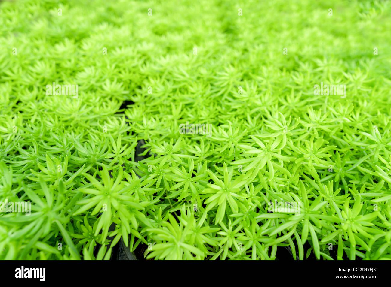 Green fresh gold moss sedum texture as background Stock Photo - Alamy