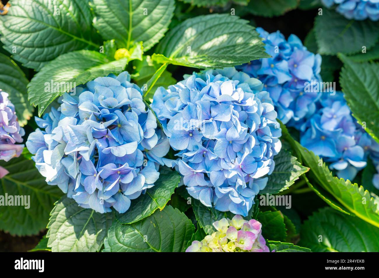 Blue hydrangea flowers growing in the garden Stock Photo - Alamy