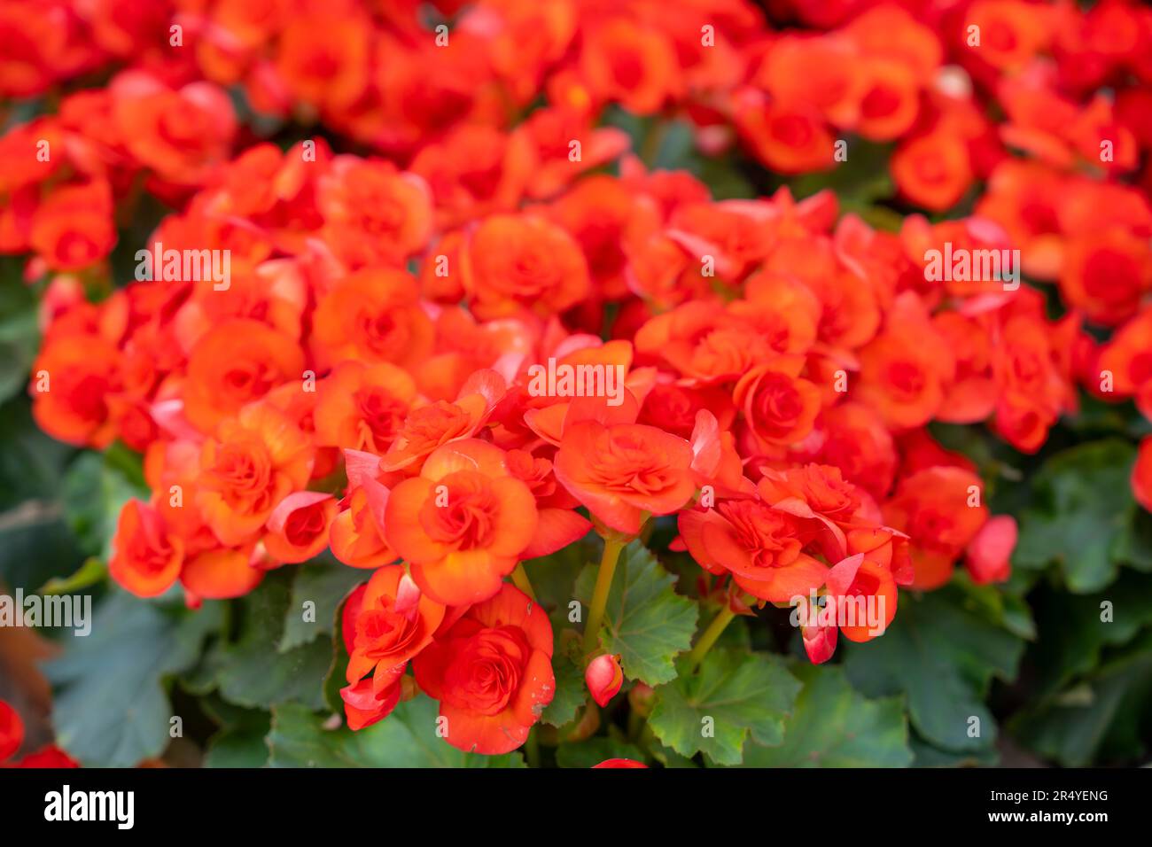 Begonia rose green leaf hi-res stock photography and images - Alamy