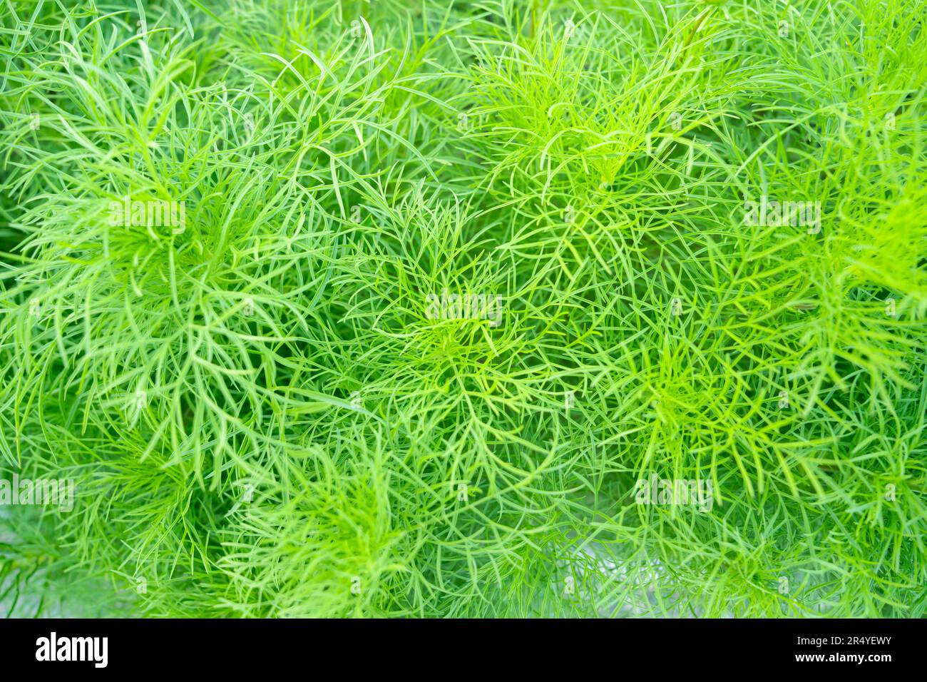 Dog fennel (Eupatorium capillifolium) in the garden Stock Photo - Alamy