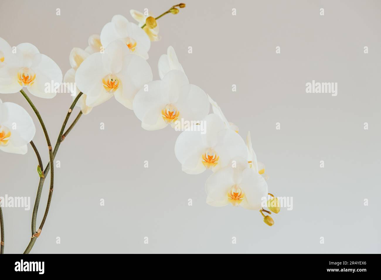 white orchid flower .Floral background in light colors. White orchid ...