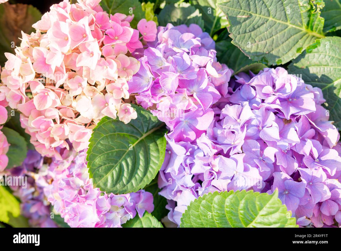 Blooming hydrangea or hortensia flowers with gentle fragrance and ...