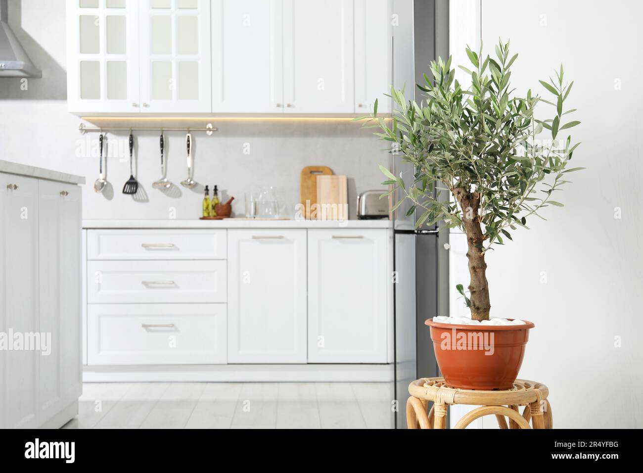 Beautiful potted olive tree in stylish kitchen Stock Photo - Alamy