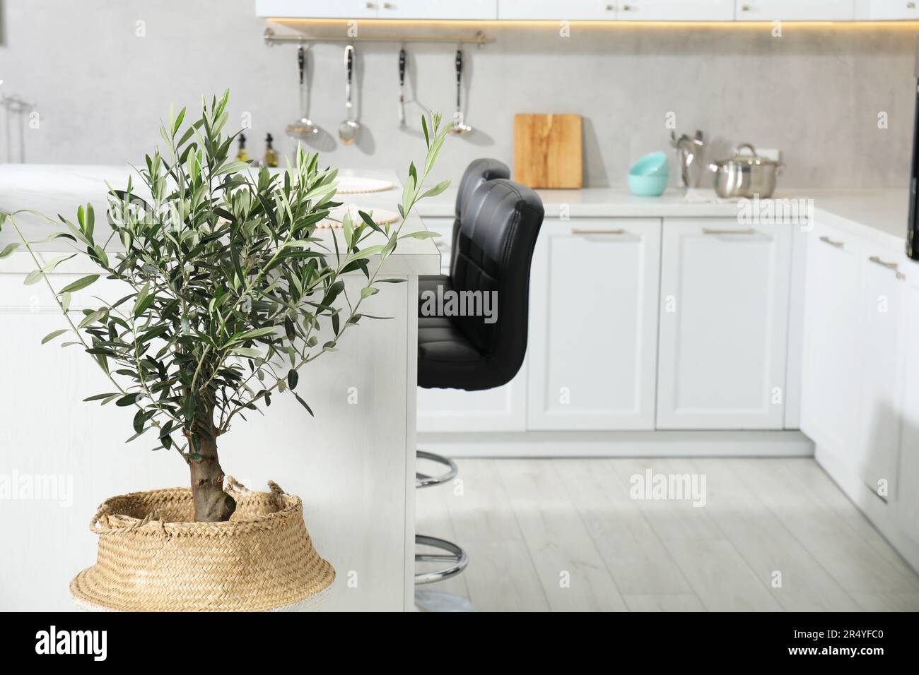 Beautiful potted olive tree in stylish kitchen Stock Photo - Alamy