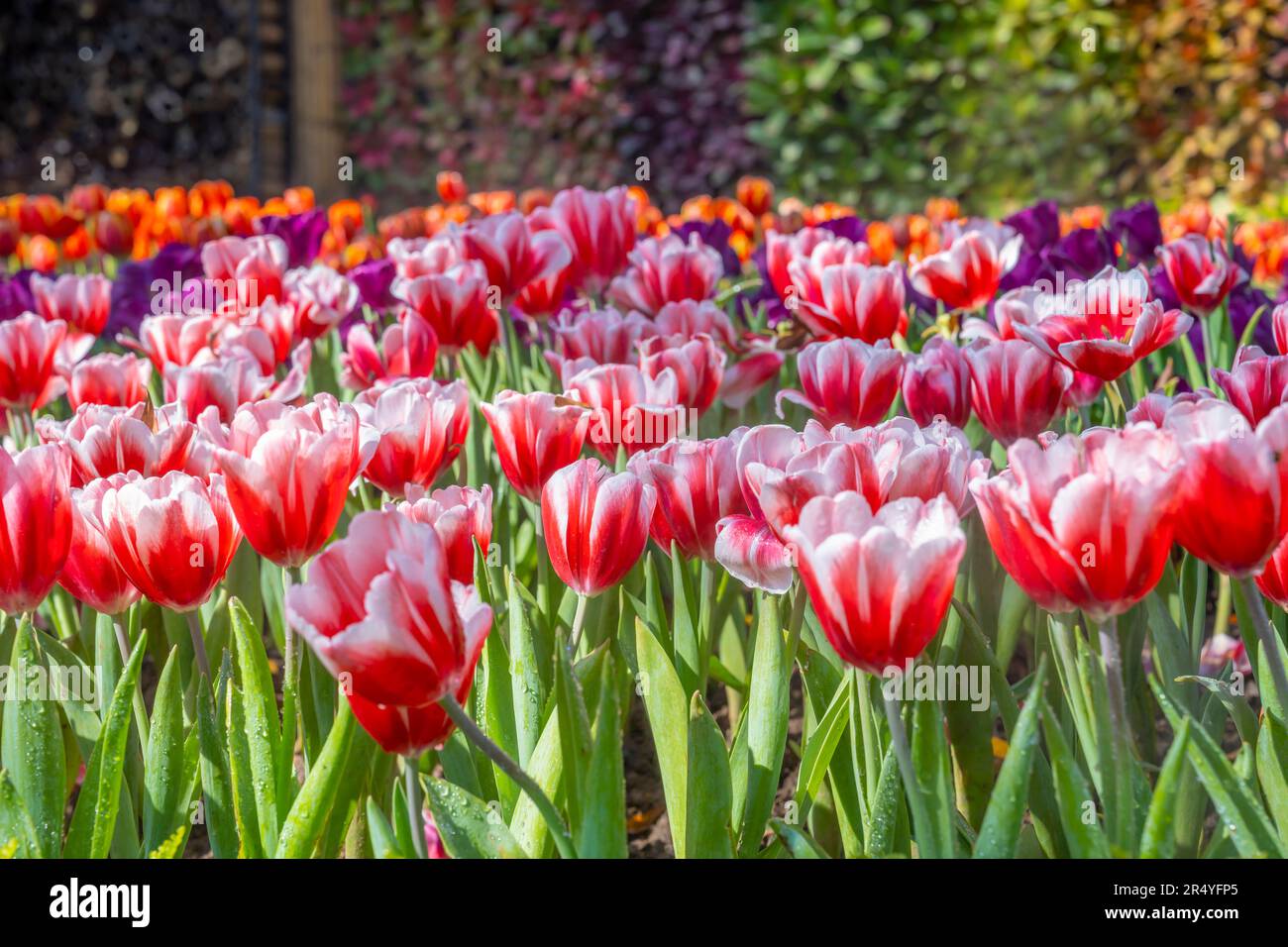 Red budding tulips shimmer in the bright sun, covered with rain drops ...