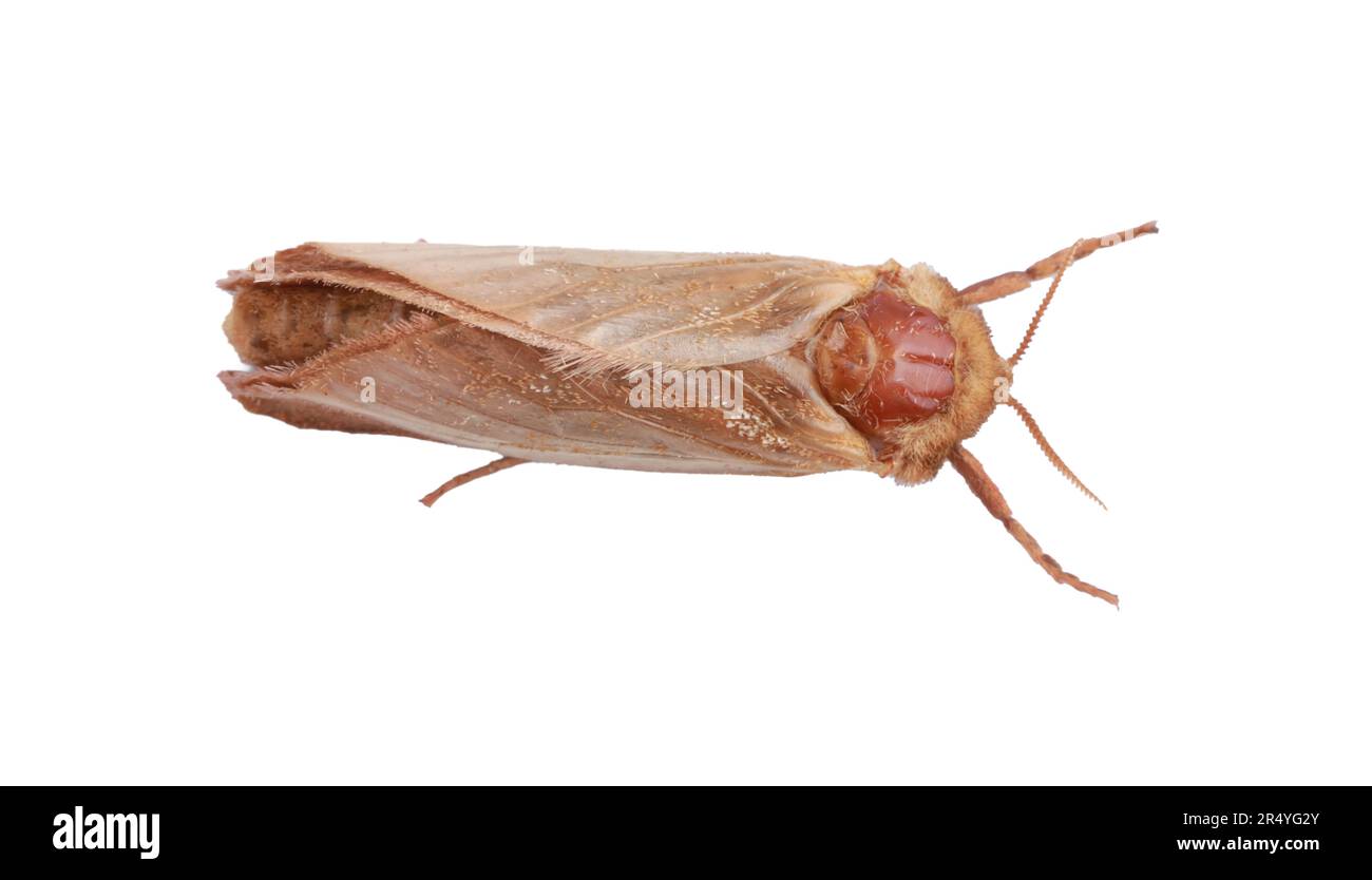 Brown common clothing moth isolated on white, top view Stock Photo - Alamy