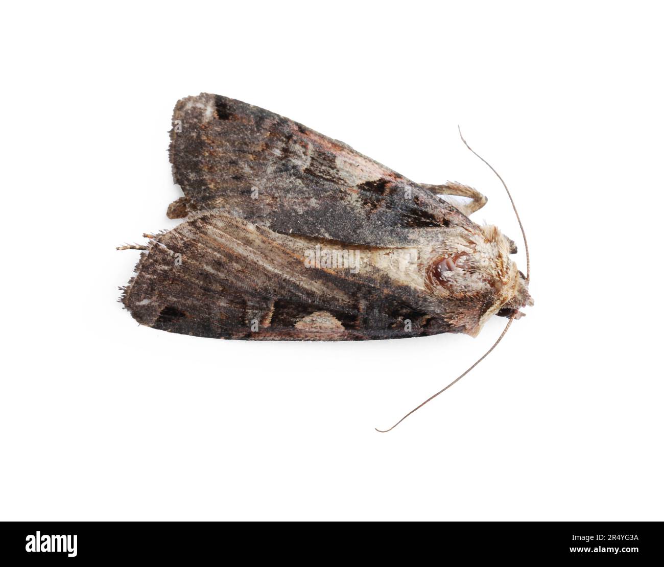 Insect cabbage white butterfly Cut Out Stock Images & Pictures - Alamy