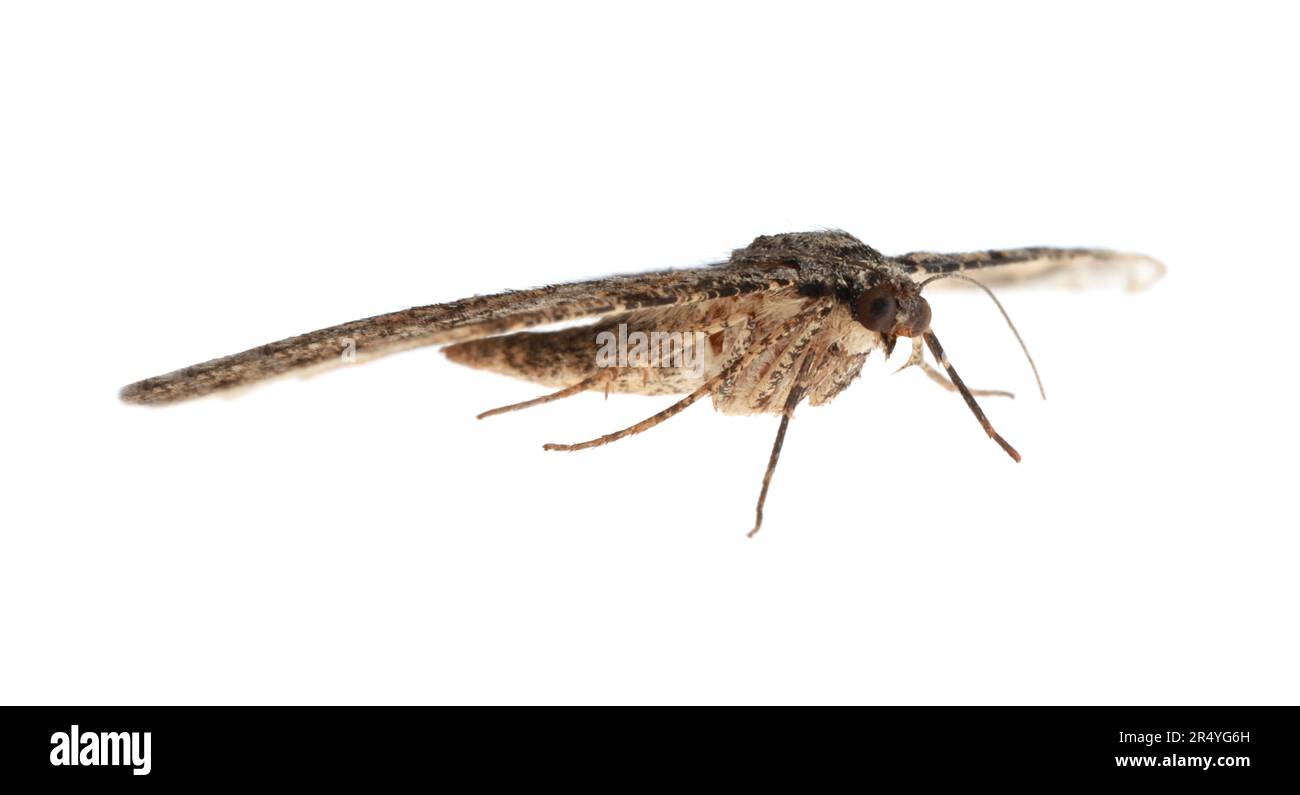 Single Alcis repandata moth flying on white background Stock Photo - Alamy